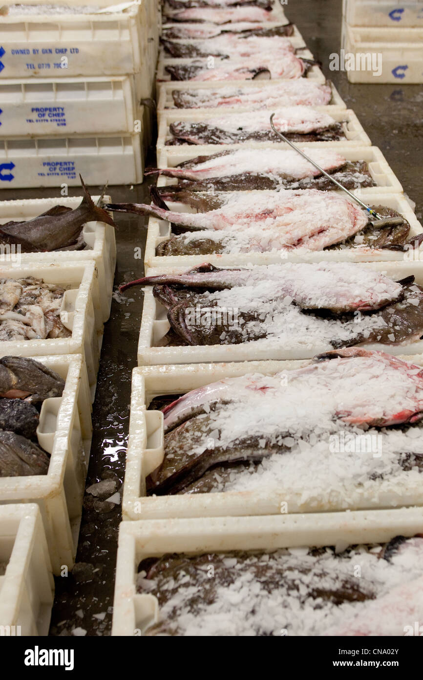 Freshly caught fish in the Fishmarket Peterhead ready for morning ...