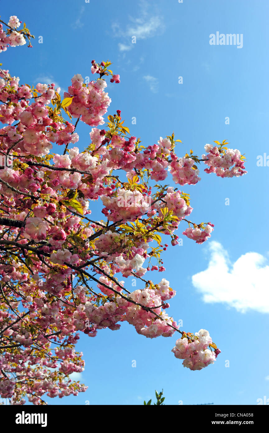 Spring weather blue skies with cherry tree blossom Stock Photo - Alamy