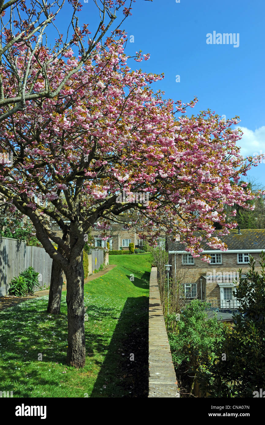 Spring trees uk hi-res stock photography and images - Alamy