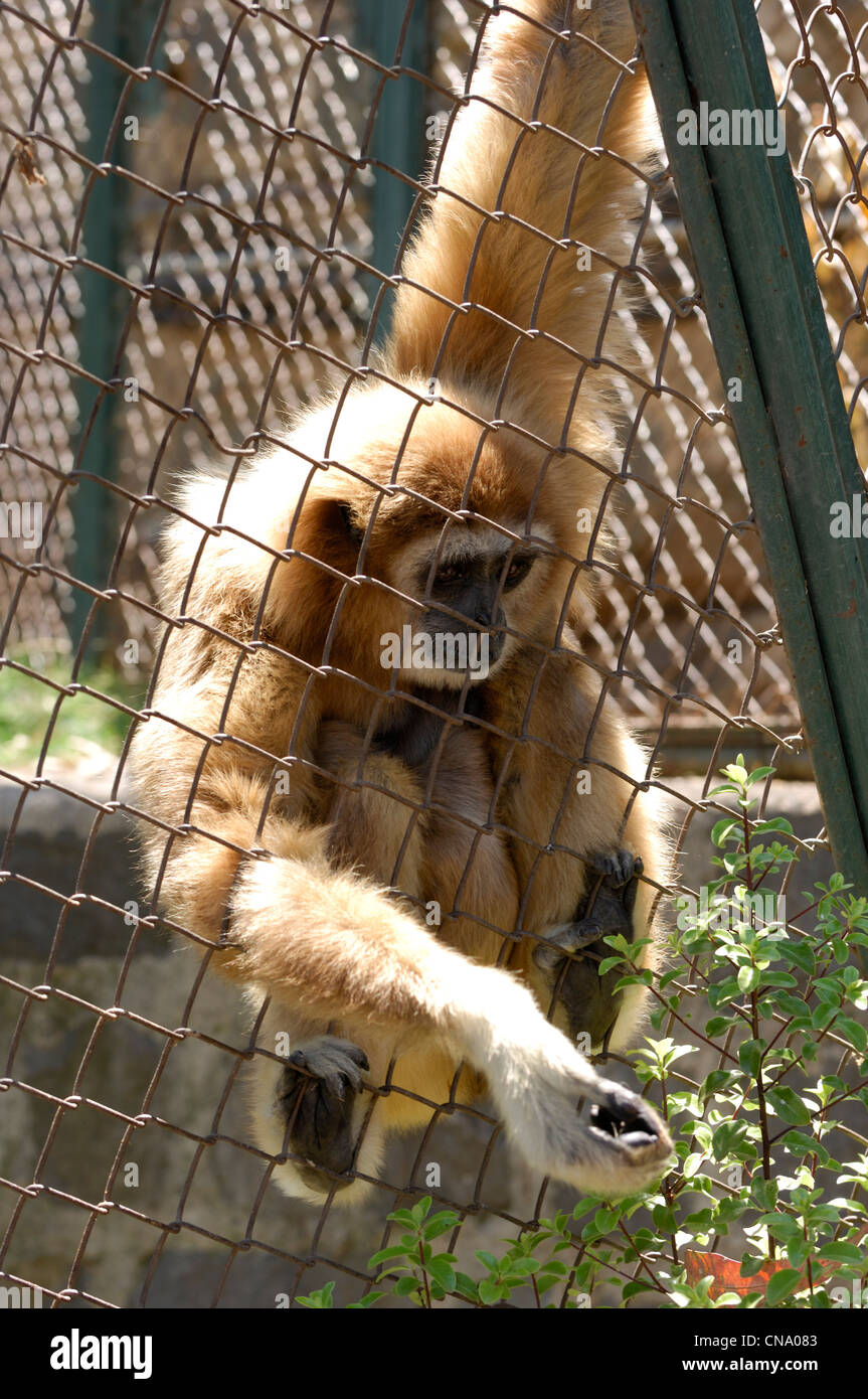 Chile, Santiago de Chile, Zoo Cerro San Cristobal, gibbon monkey in a ...