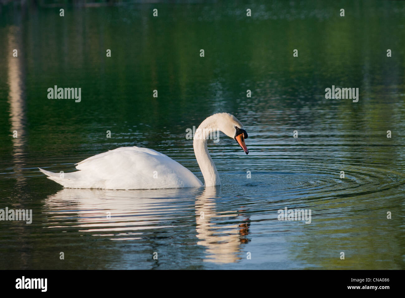 North american swan hi-res stock photography and images - Alamy
