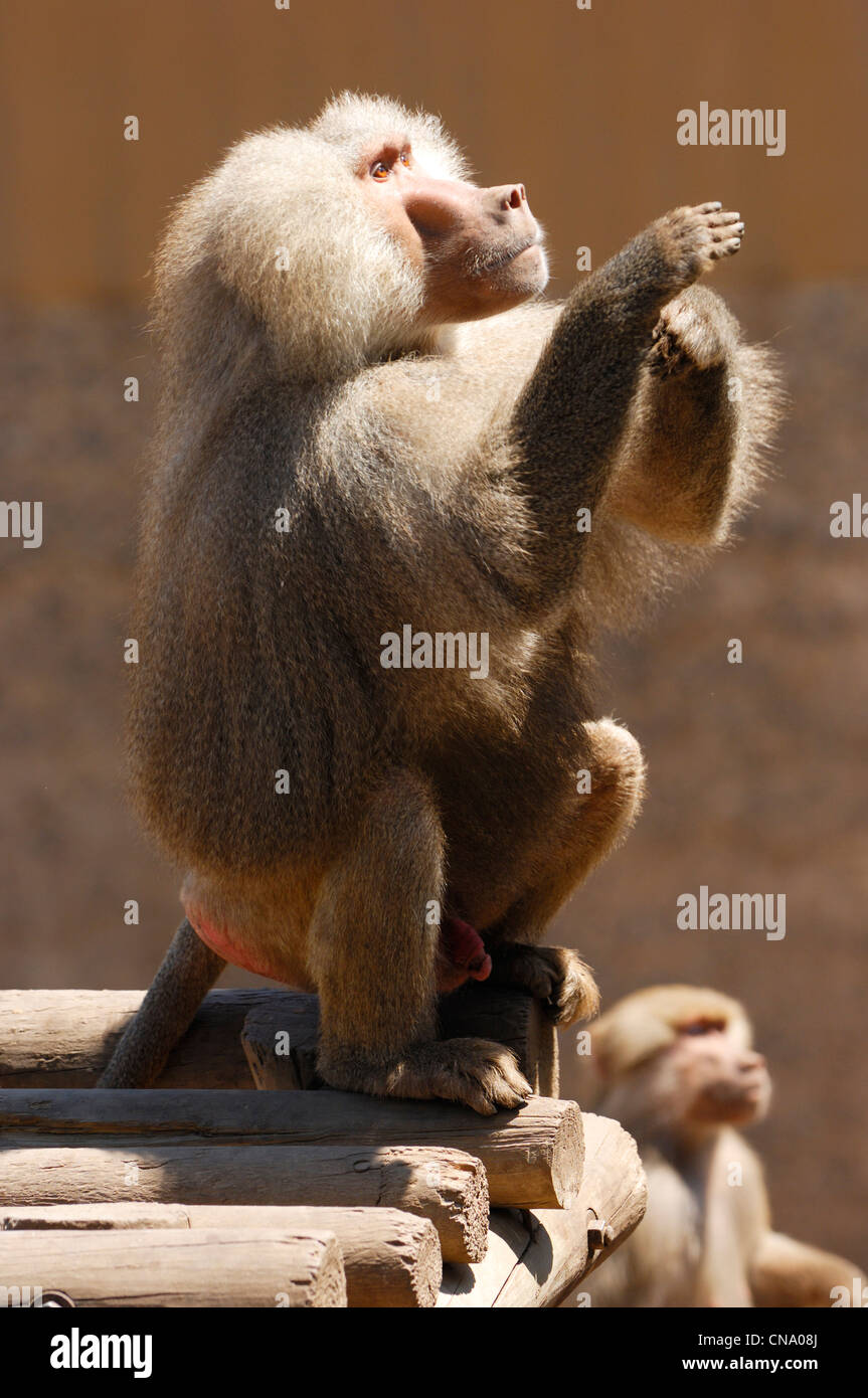 Santiago zoo chile hi-res stock photography and images - Alamy