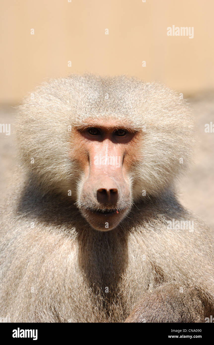 Chile, Santiago de Chile, the Cerro San Cristobal zoo, baboon monkeys ...