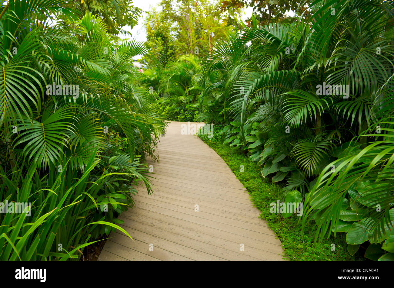 Walkway surrounded by bushes in Sentosa, Singapore Stock Photo - Alamy