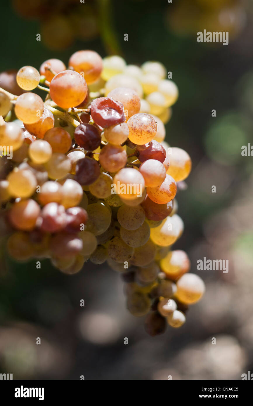 Grape cluster hi-res stock photography and images - Alamy