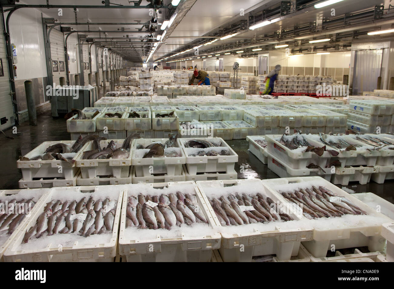 Peterhead fish market hi-res stock photography and images - Alamy