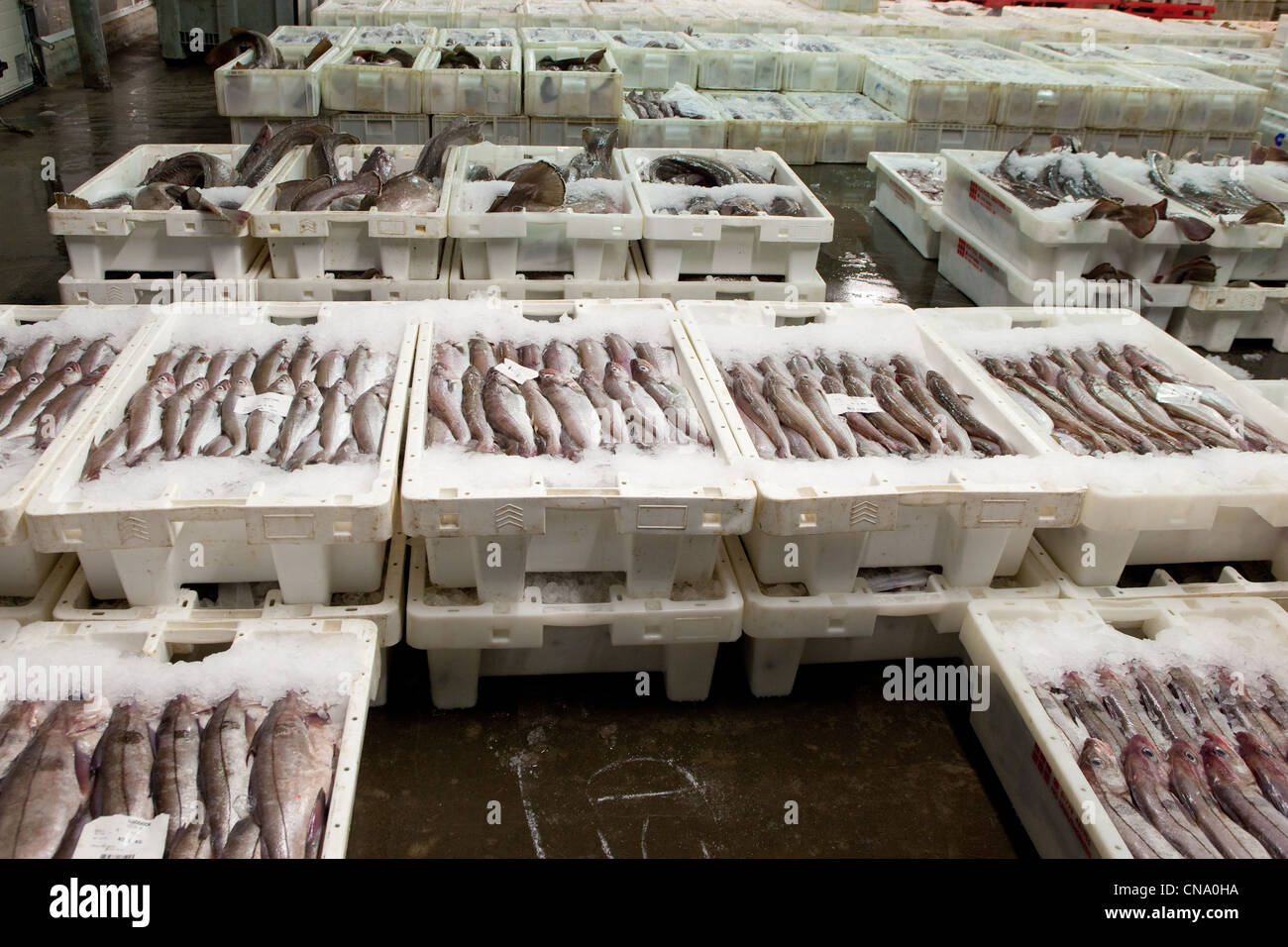 Peterhead Fish Market High Resolution Stock Photography and Images - Alamy