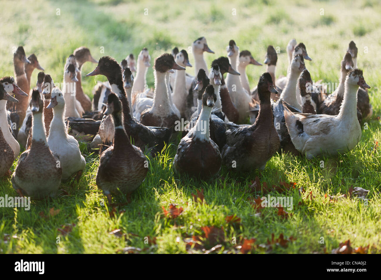 France, Dordogne, Purple Perigord, Saint Agne, The ducks are raised ...