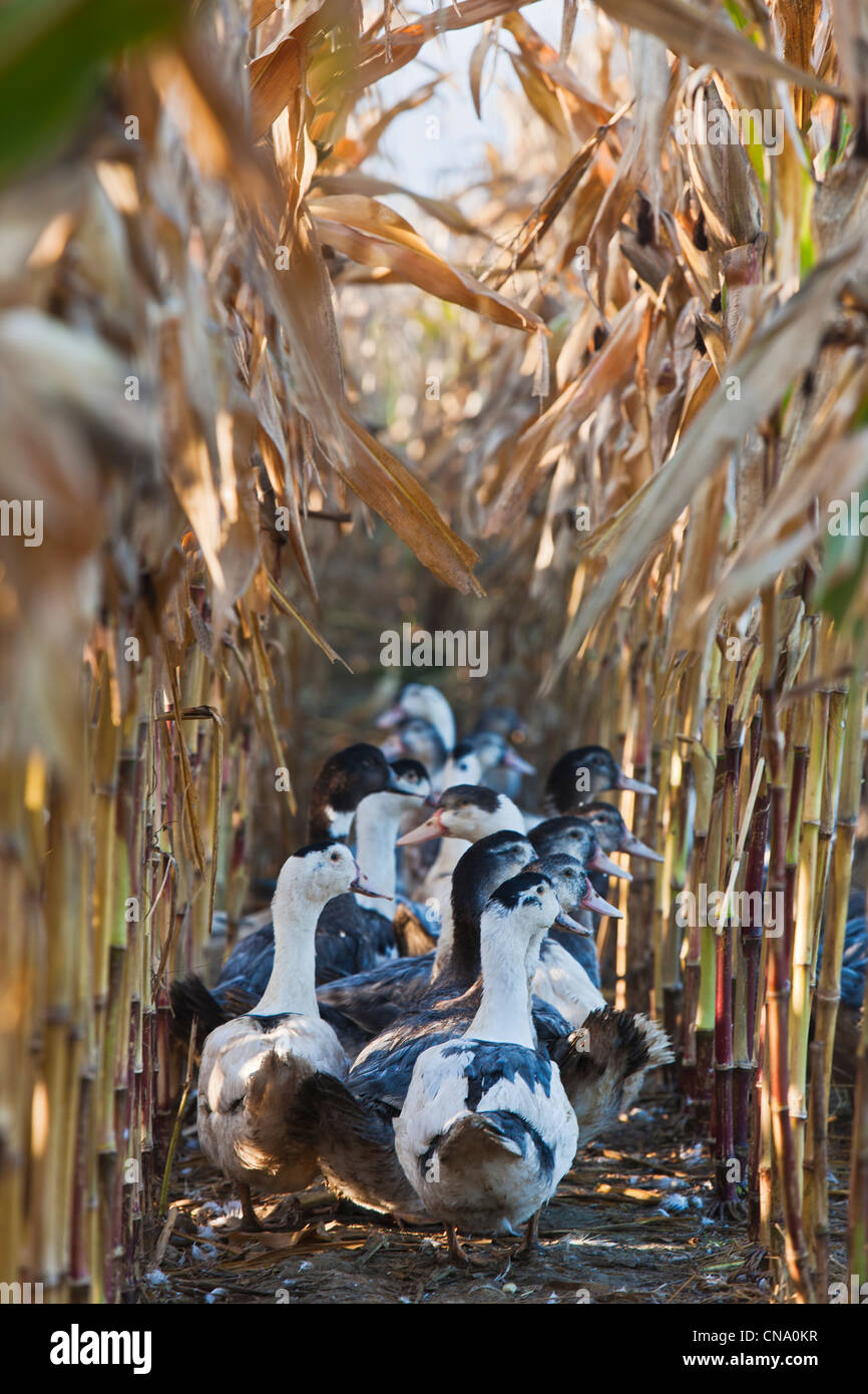 France, Dordogne, Saint Agne, Farm River, ducks loose in the cornfield ...