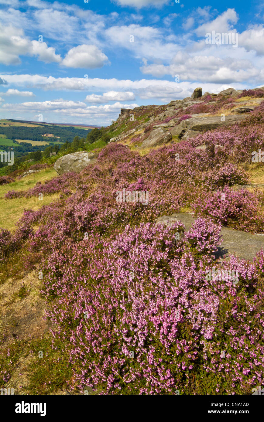 Heather on rocks hi-res stock photography and images - Alamy