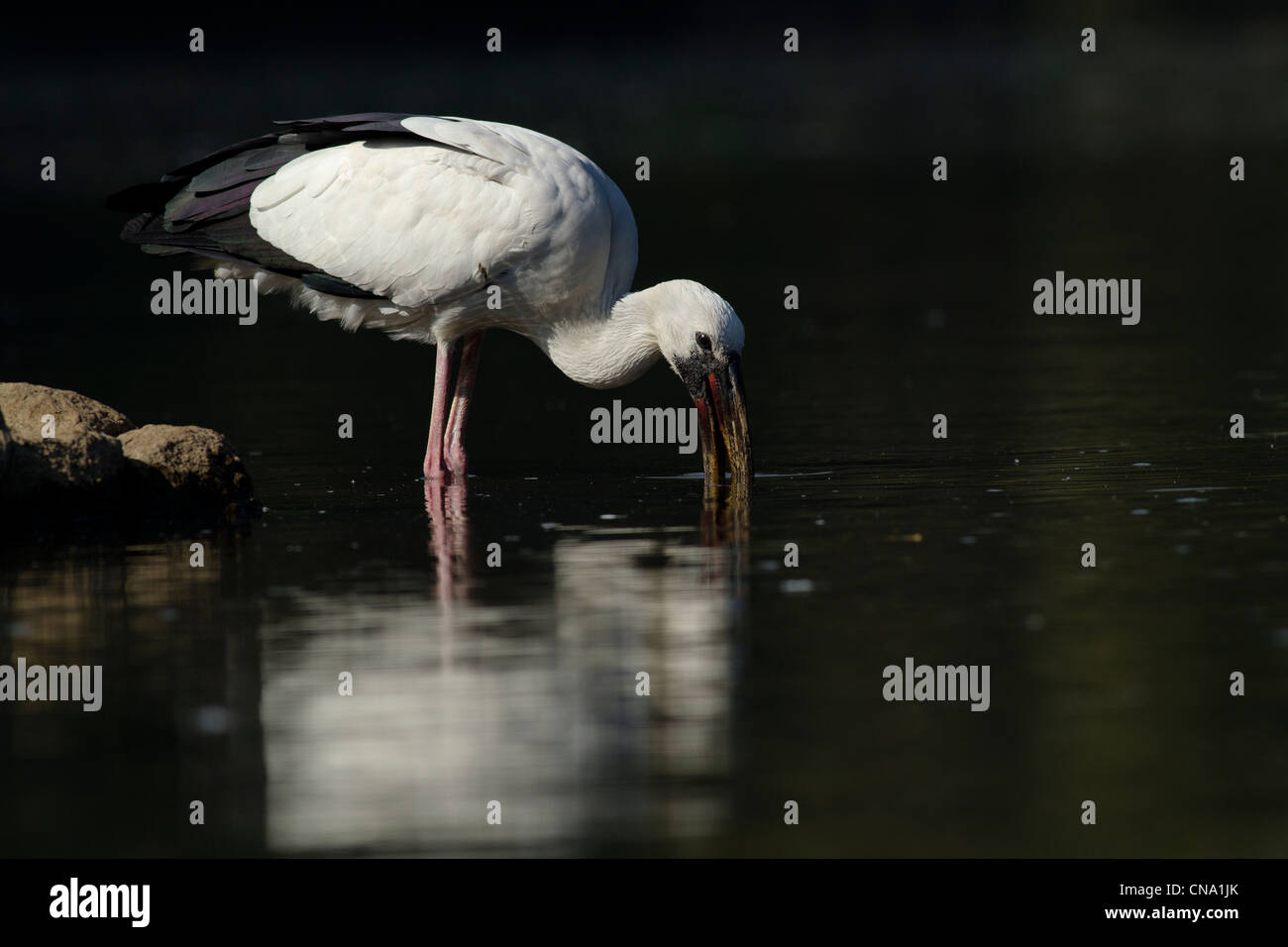 Open beak bill hi-res stock photography and images - Alamy