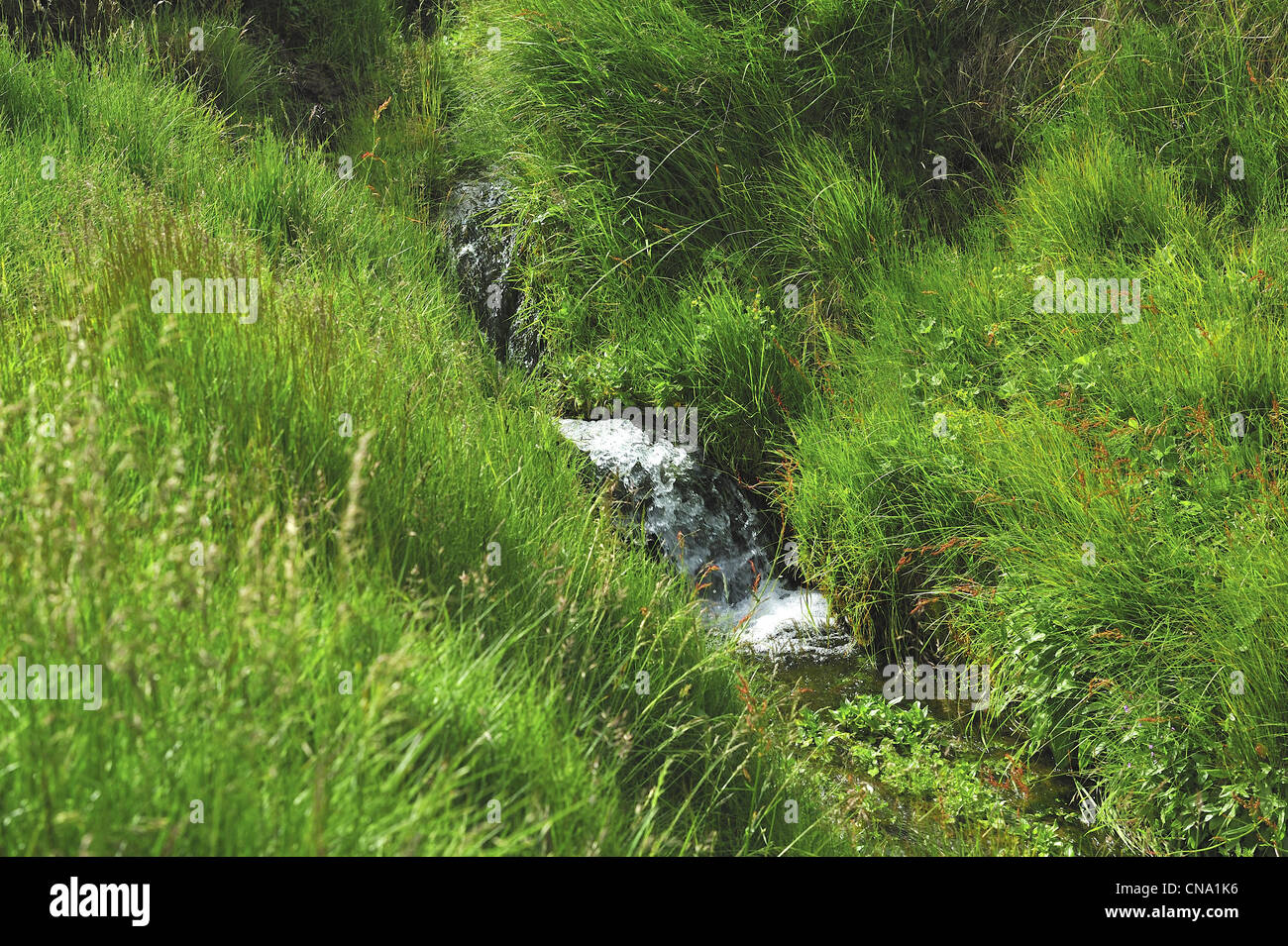 Stream in meadow hi-res stock photography and images - Alamy