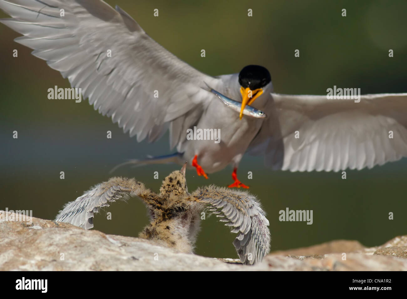 Bringing feed to the nest hi-res stock photography and images - Alamy