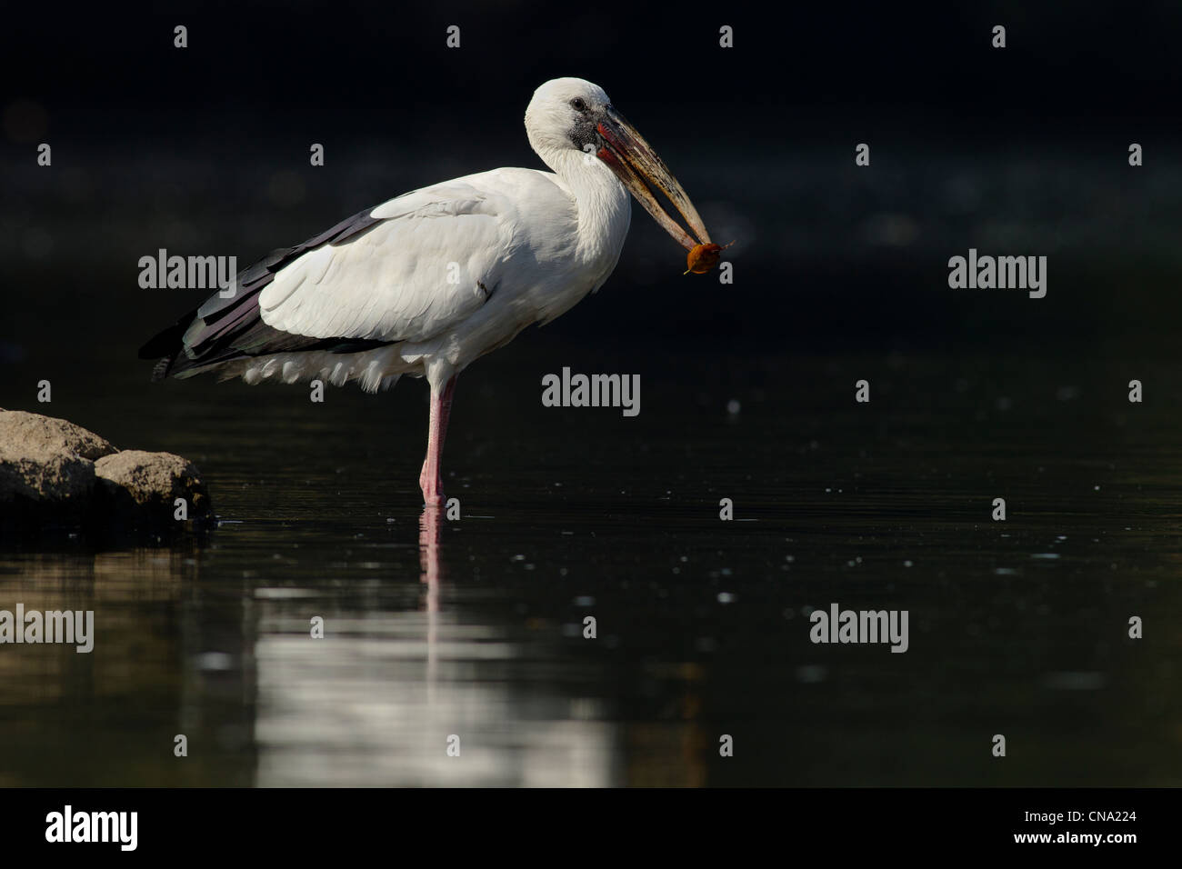 Open bill stork standing with a leaf in its beak Stock Photo - Alamy