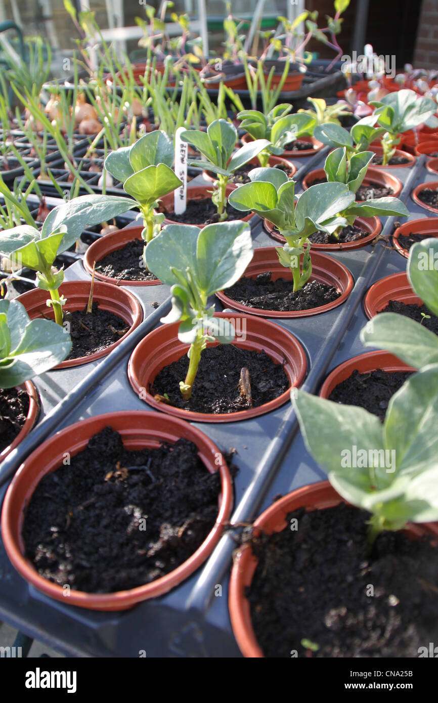 Collection of seedling pot plants Stock Photo - Alamy
