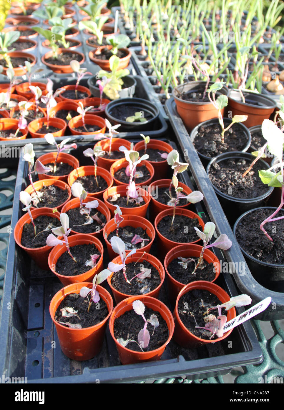 Collection of seedling pot plants Stock Photo - Alamy