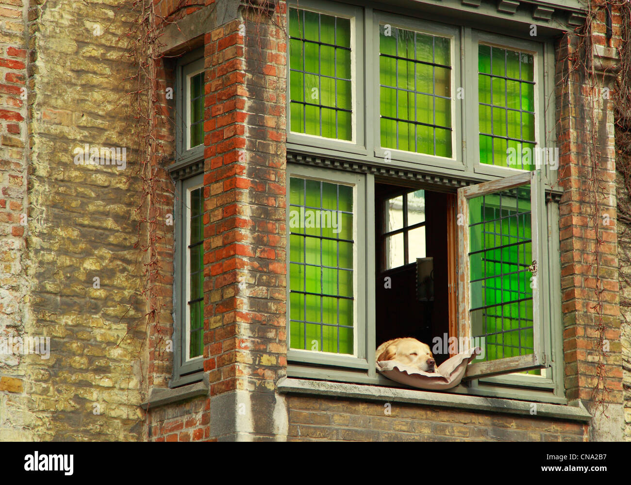 Dog sleeping in on window ledge in Bruges Stock Photo - Alamy
