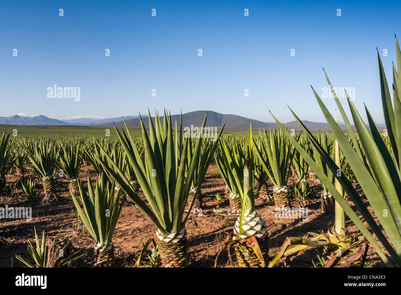 Rope of sisal plant hi-res stock photography and images - Alamy