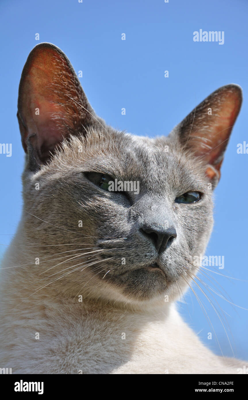 Siamese Blue Point cat Stock Photo - Alamy