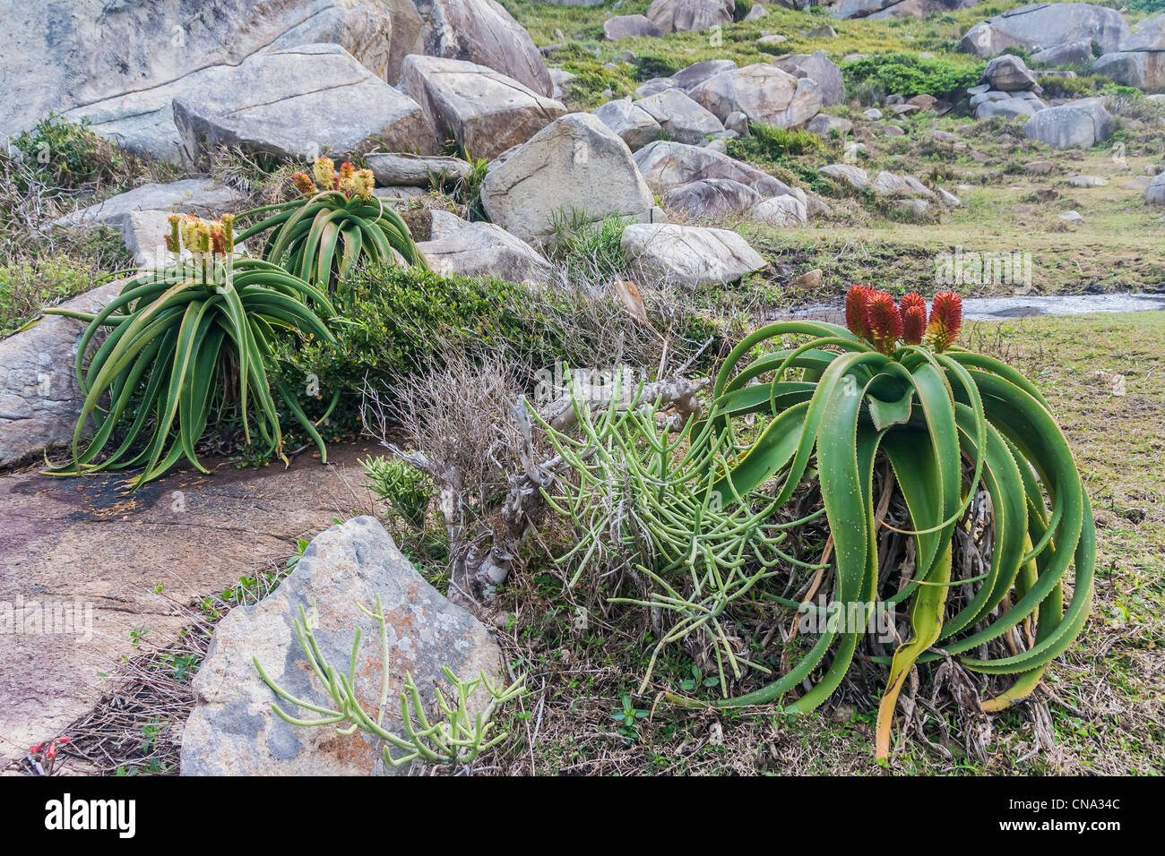 Aloe vera in bloom in southern Madagascar Stock Photo - Alamy