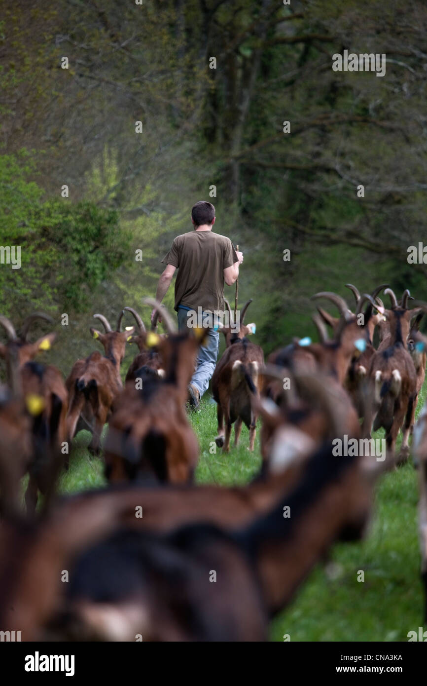 France, Lot, Theminettes, Herd of goats grazing at the farm, Chez Agnes ...