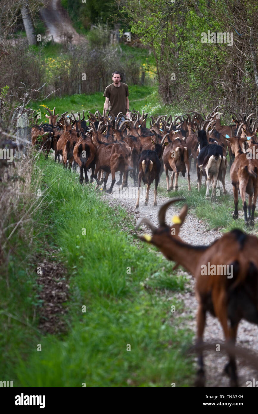 France, Lot, Theminettes, Herd of goats grazing back at the farm, Chez ...