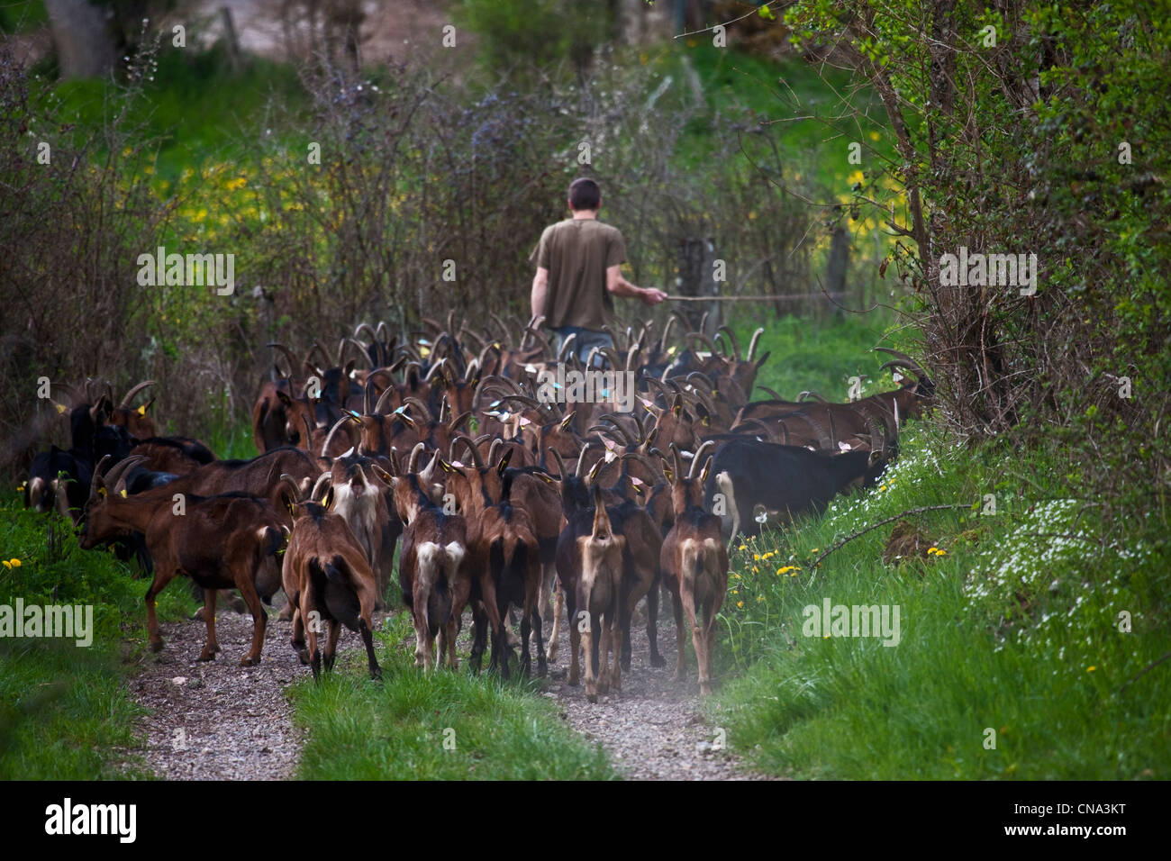 France, Lot, Theminettes, Herd of goats grazing back at the farm, Chez ...