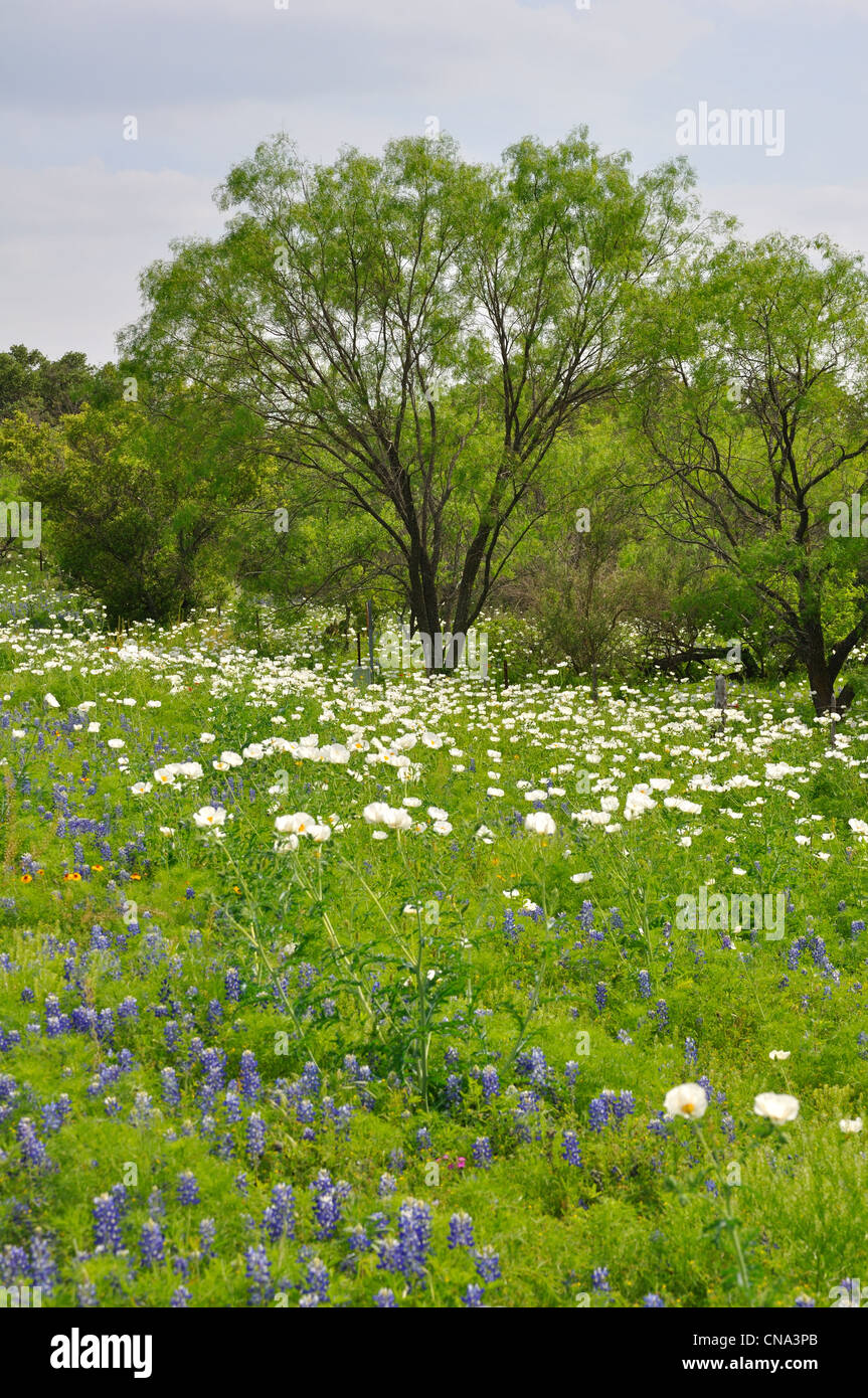 Wild flowers, Texas, USA Stock Photo - Alamy