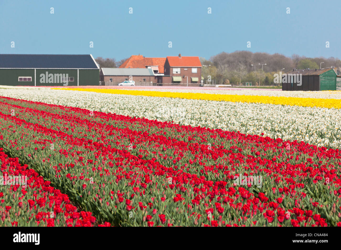 Multicolored flowers field in Holland. Horizontal shot Stock Photo - Alamy