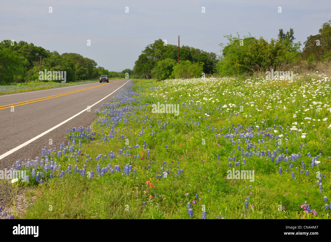 Scenic road and bluebonnets, Texas, USA Stock Photo - Alamy