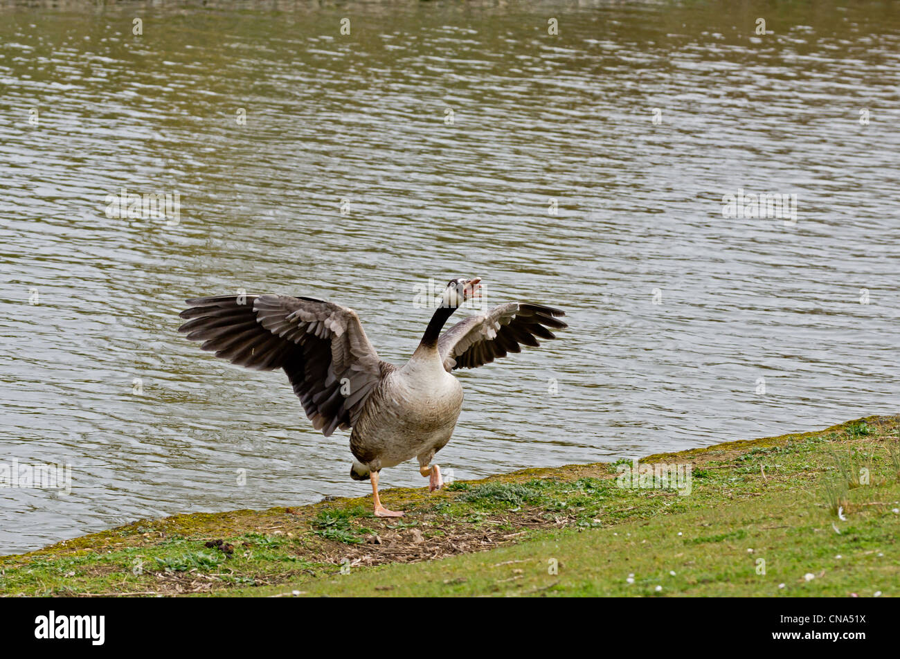 Chasing a canada goose hi-res stock photography and images - Alamy