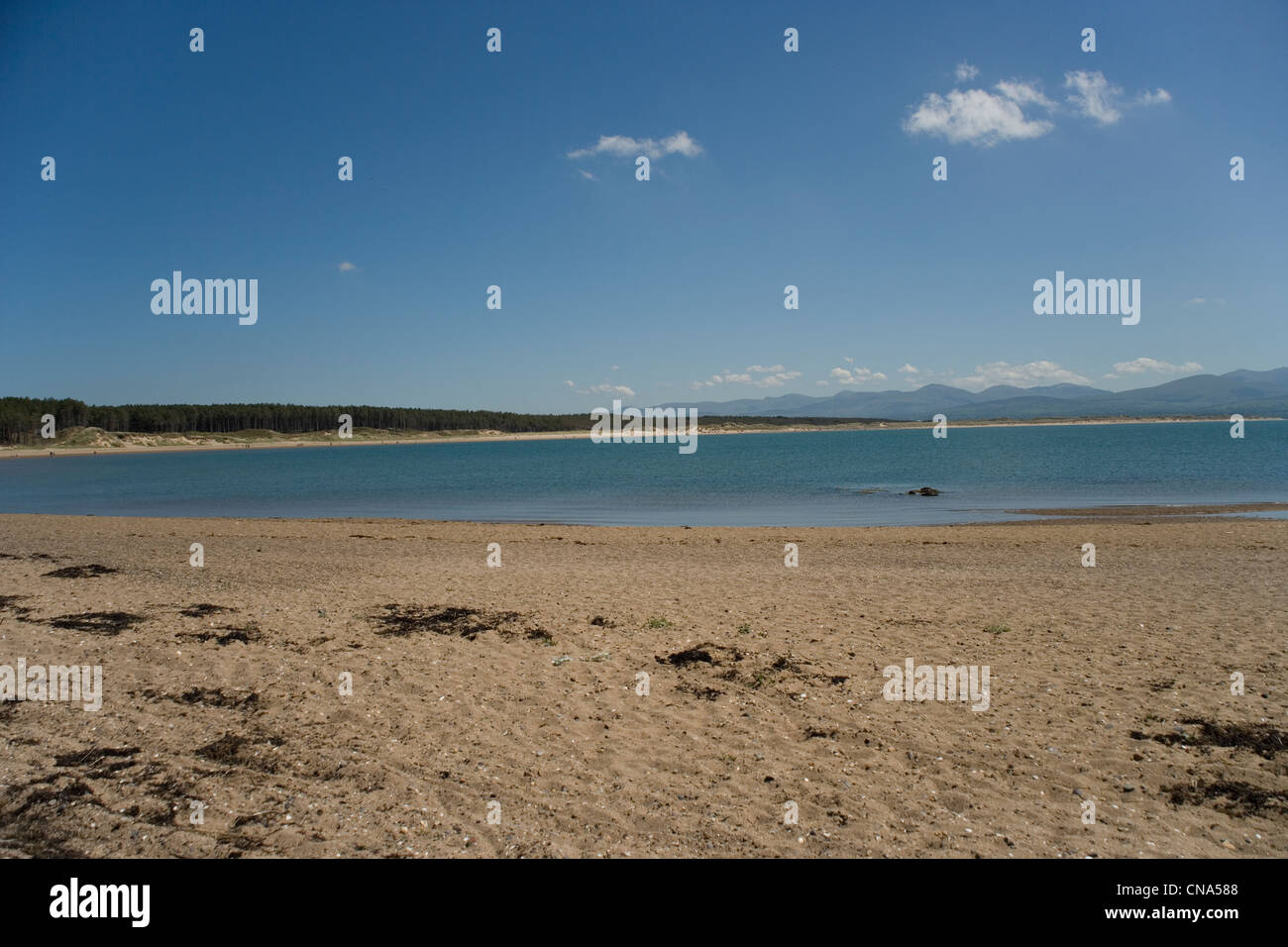Newborough forest from the beach at Traeth Llanddwyn on Anglesey Stock ...