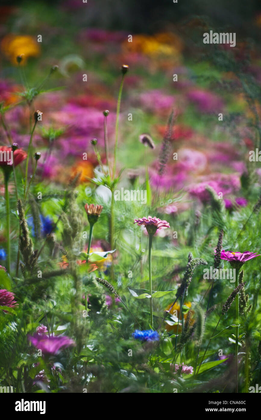 France, Lot, around Cajarc, fallow flowers Stock Photo - Alamy