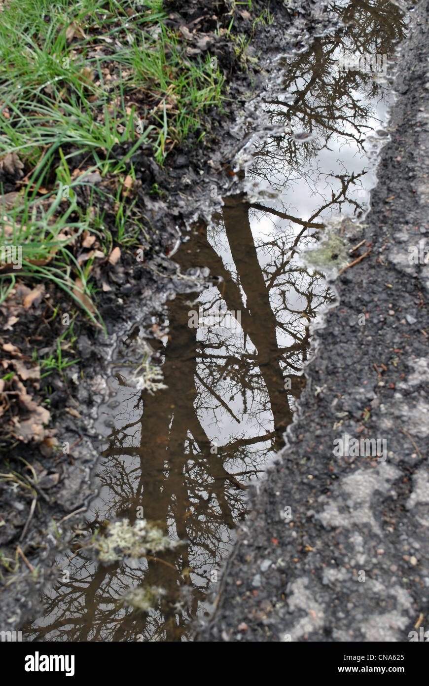 Reflection of trees in a puddle on a path in Tomich in the Scottish ...