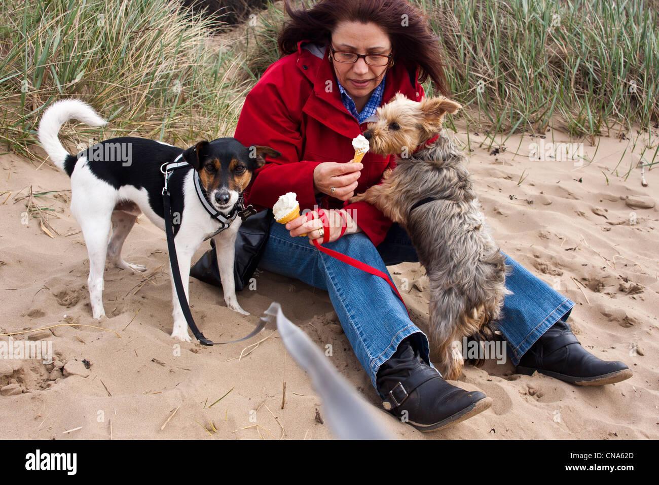 woman walking her two dogs on beach and feeding them ice cream Stock ...