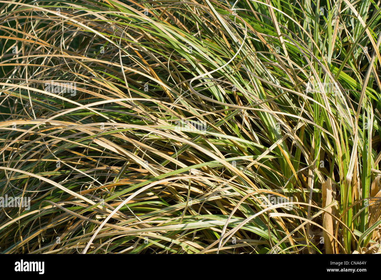Long green grass close up Stock Photo - Alamy