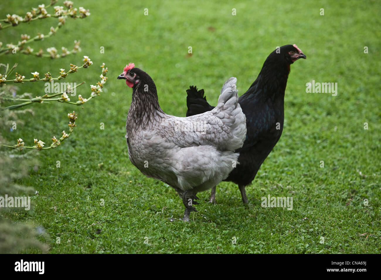 France, Nord, Cassel, chickens Farm Mount Vulture (Wouwenberghof) or ...