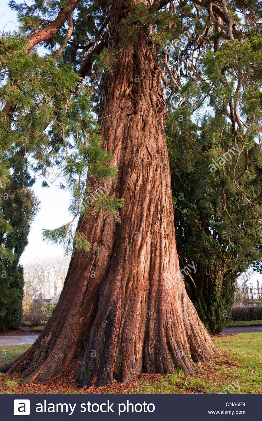 Sequoiadendron Giganteum Stock Photos & Sequoiadendron Giganteum Stock Images - Alamy