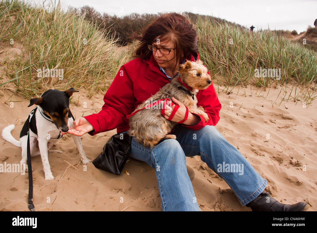 woman walking her two dogs on beach and feeding them ice cream Stock ...