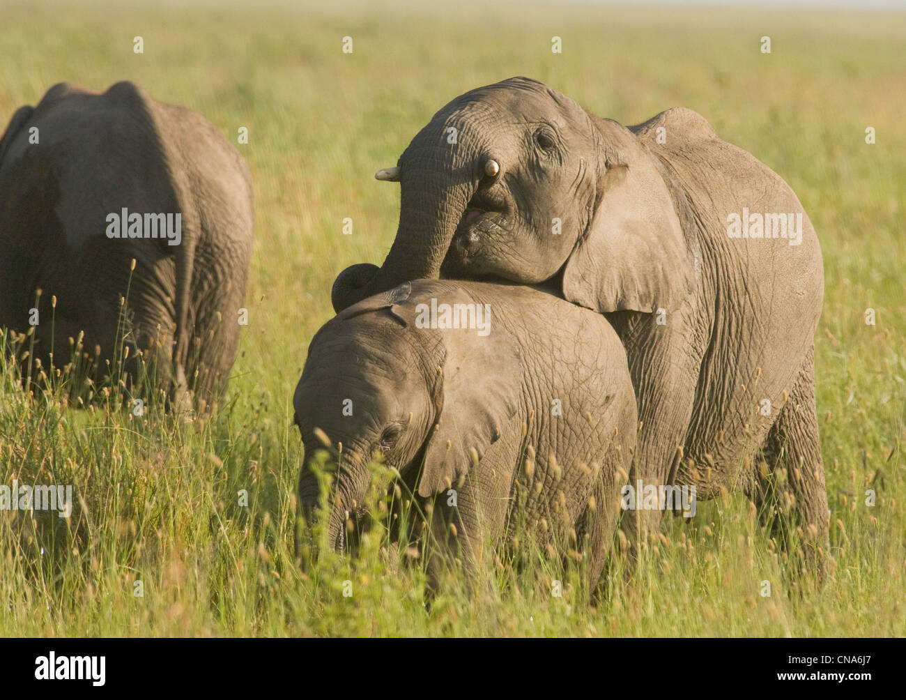 Elephants trunk touch touching hi-res stock photography and images - Alamy