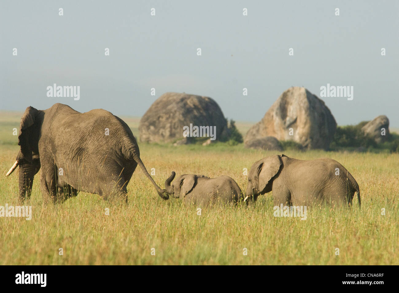 Elephants walking away in plains (Loxodonta africana Stock Photo - Alamy