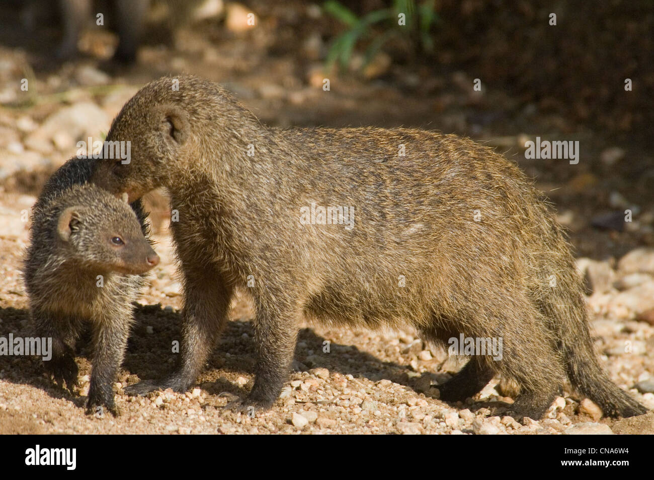 Banded mongooses together Stock Photo - Alamy