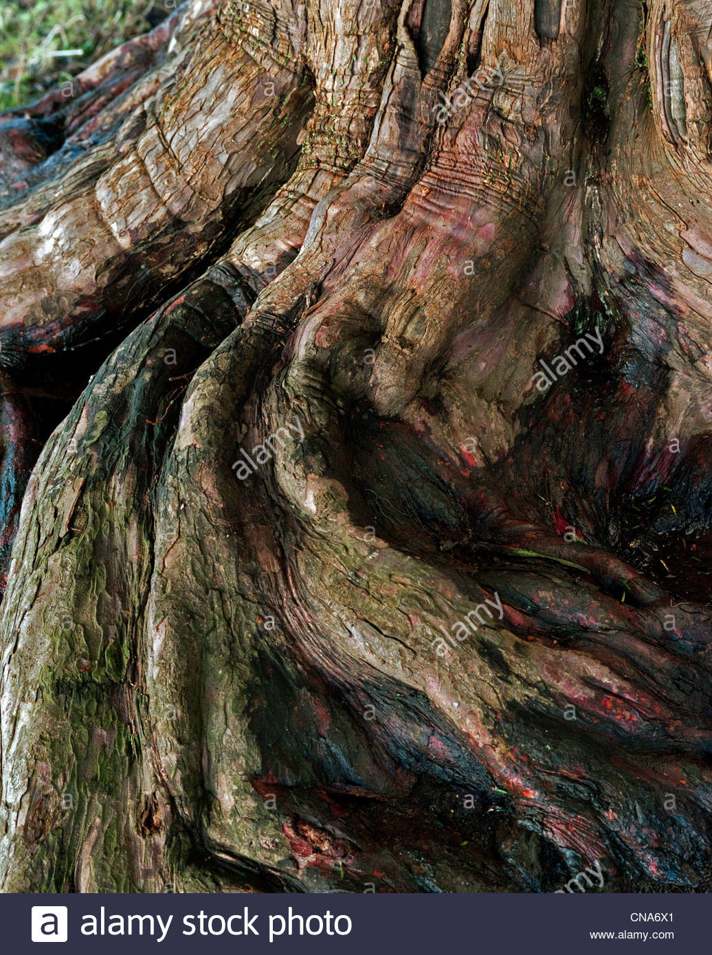 Taxus Baccata Stock Photos & Taxus Baccata Stock Images - Alamy