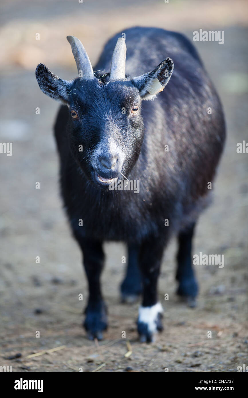 Caprine milk hi-res stock photography and images - Alamy