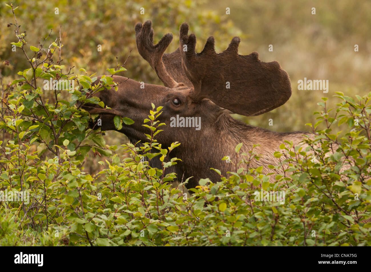 Bull moose alaska hi-res stock photography and images - Alamy