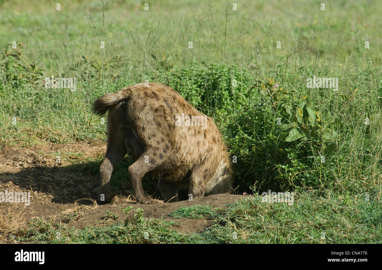 Hyena peering into den Stock Photo - Alamy