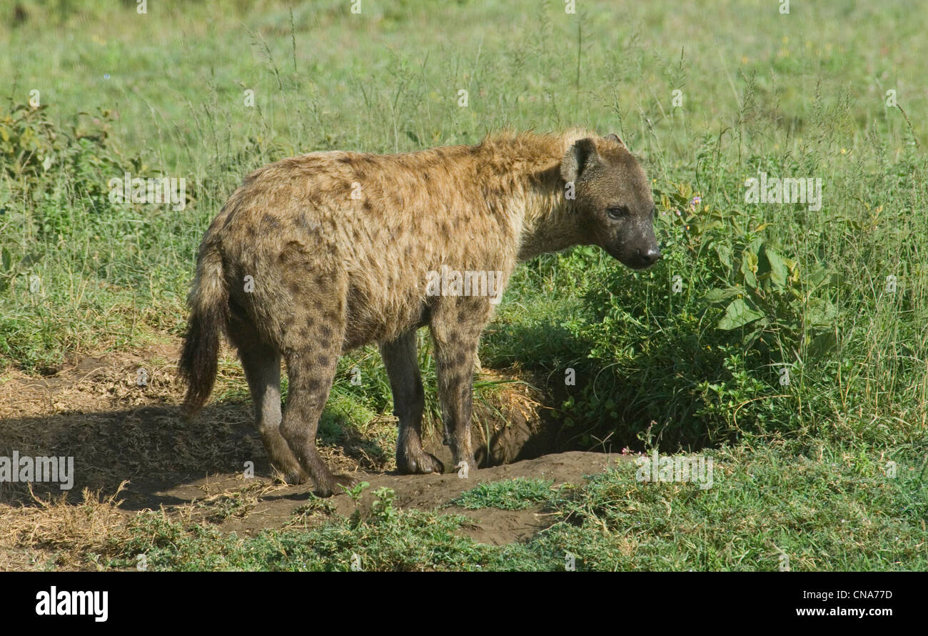 Hyena standing by den Stock Photo - Alamy