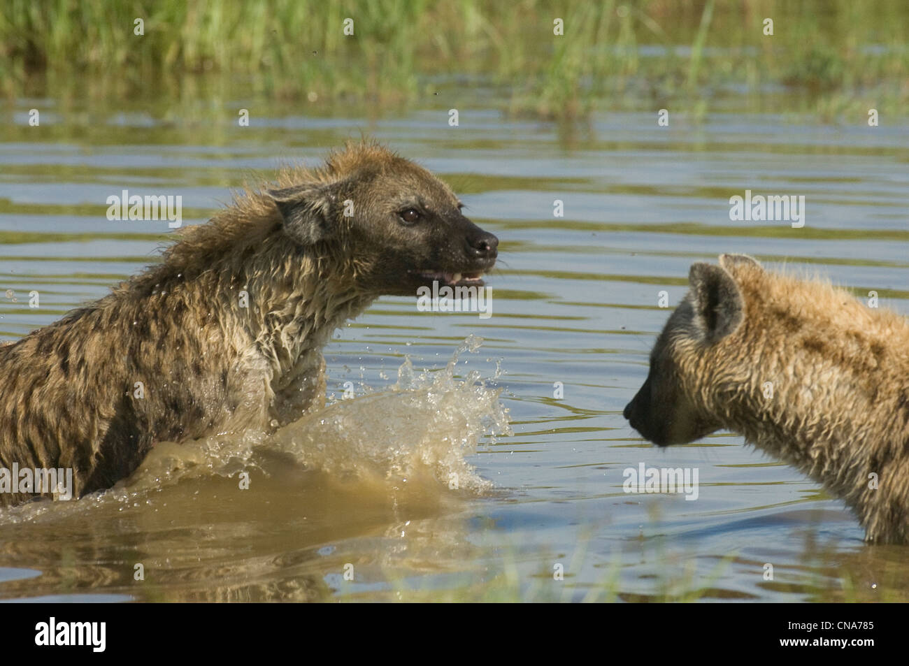 Hyenas in water hi-res stock photography and images - Alamy