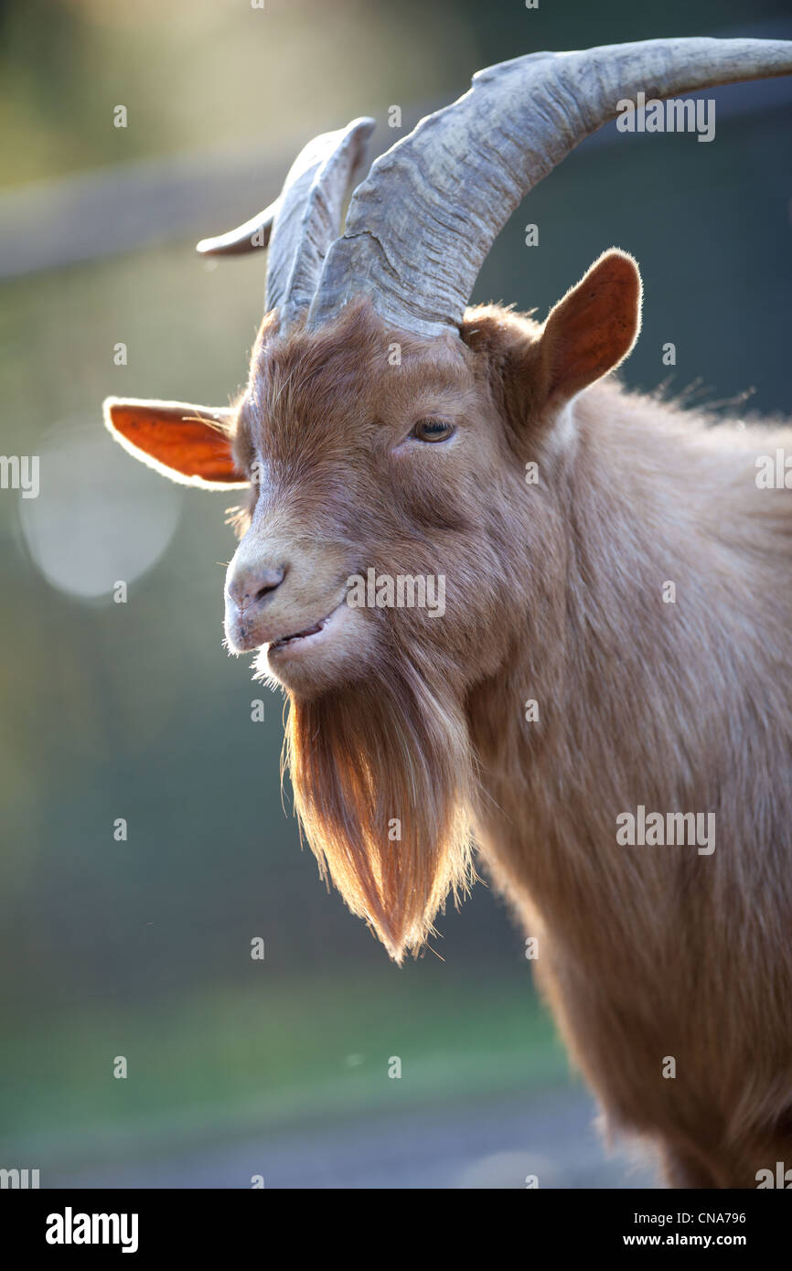 Caprine milk hi-res stock photography and images - Alamy