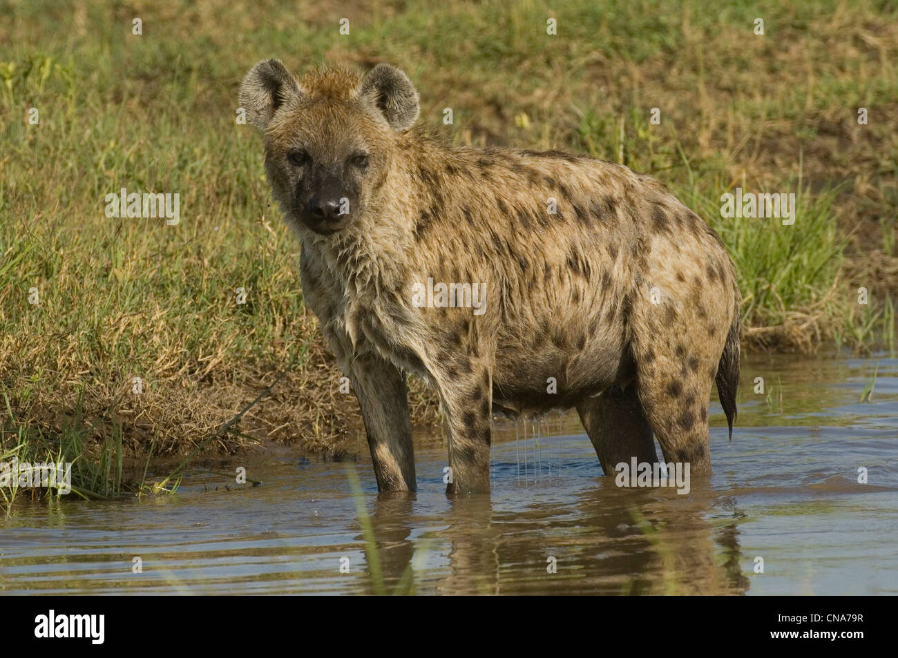 Spotted hyena in water Stock Photo - Alamy